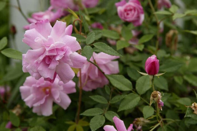 12 Herbs for the Colonial Garden - Mother Earth Living